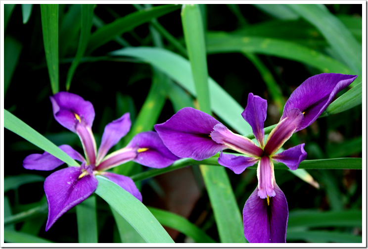 Thoughtfully Blended Hearts: The Tennessee State Flower…Iris